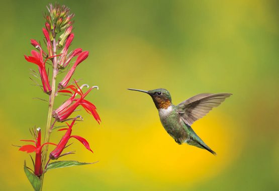 How to Photograph Hummingbirds in Flight - RockyNook