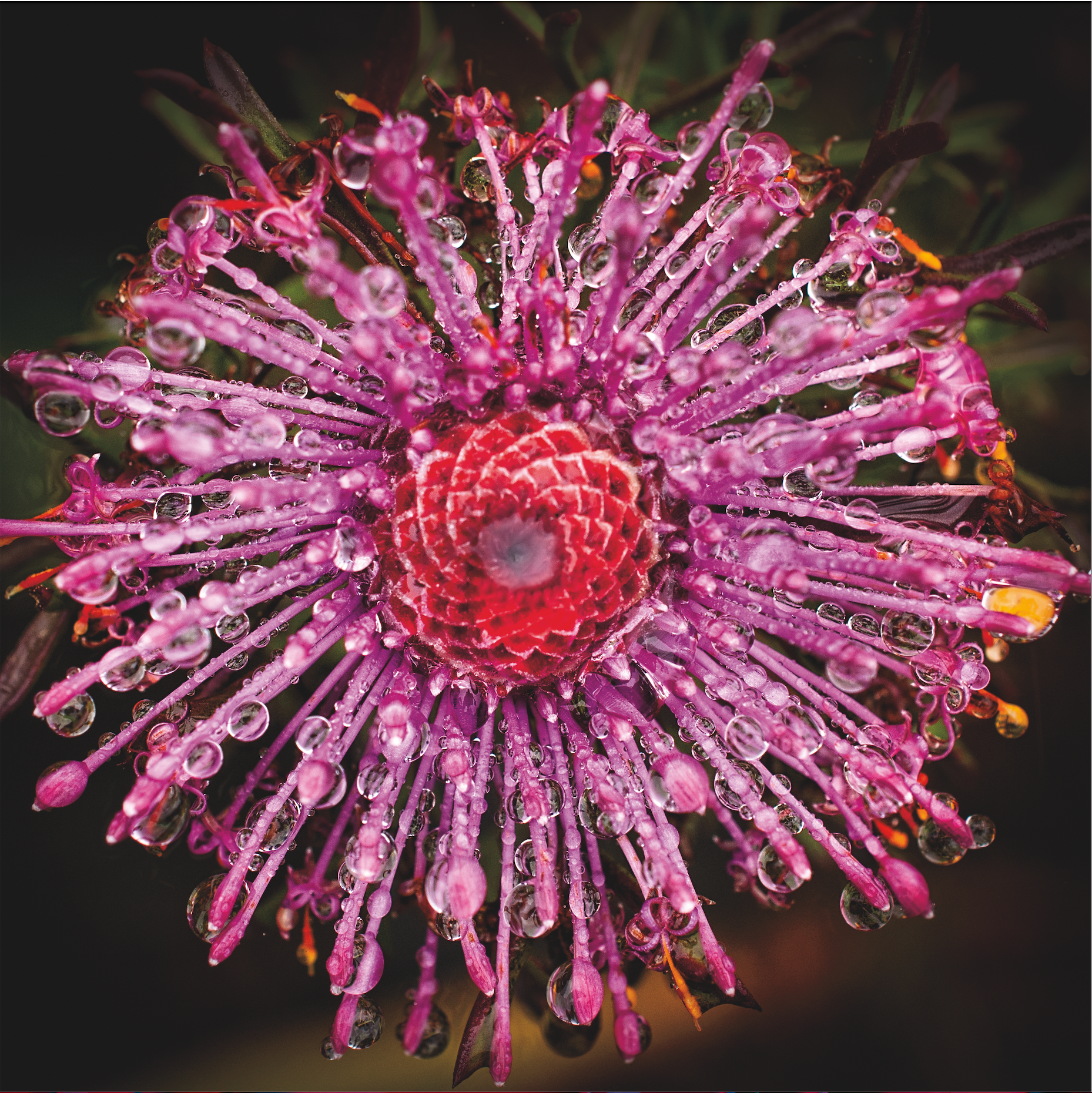 How to Photograph Water Droplets - RockyNook