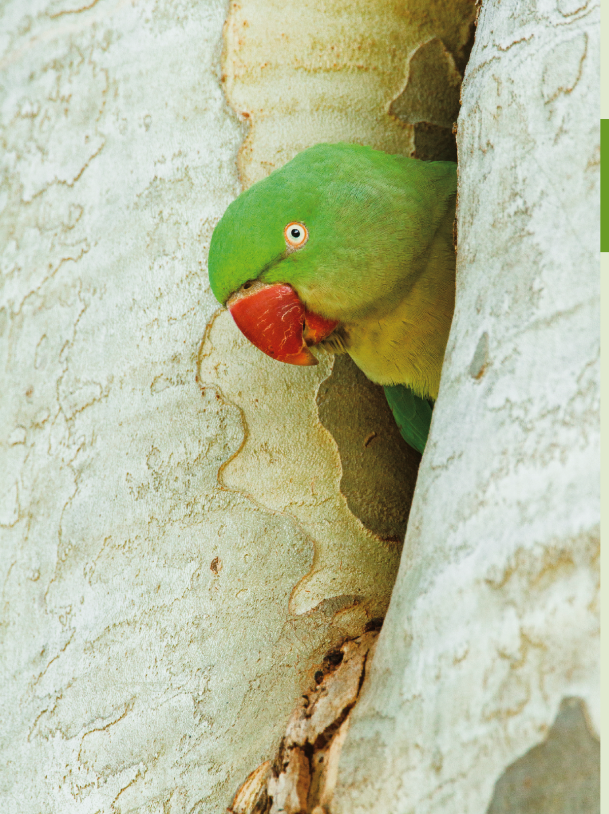 Finding Birds to Photograph - RockyNook