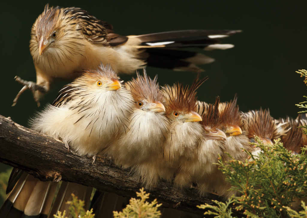 Finding Birds to Photograph - RockyNook